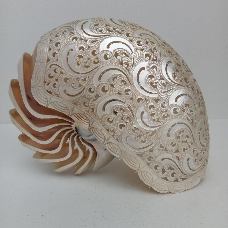 Nautilus Real Shell - Etsy UK