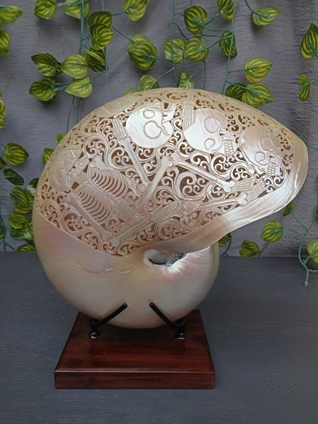 Carved Pearl Nautilus Shell Human Skeleton Sculpture,xl Size,real and ...