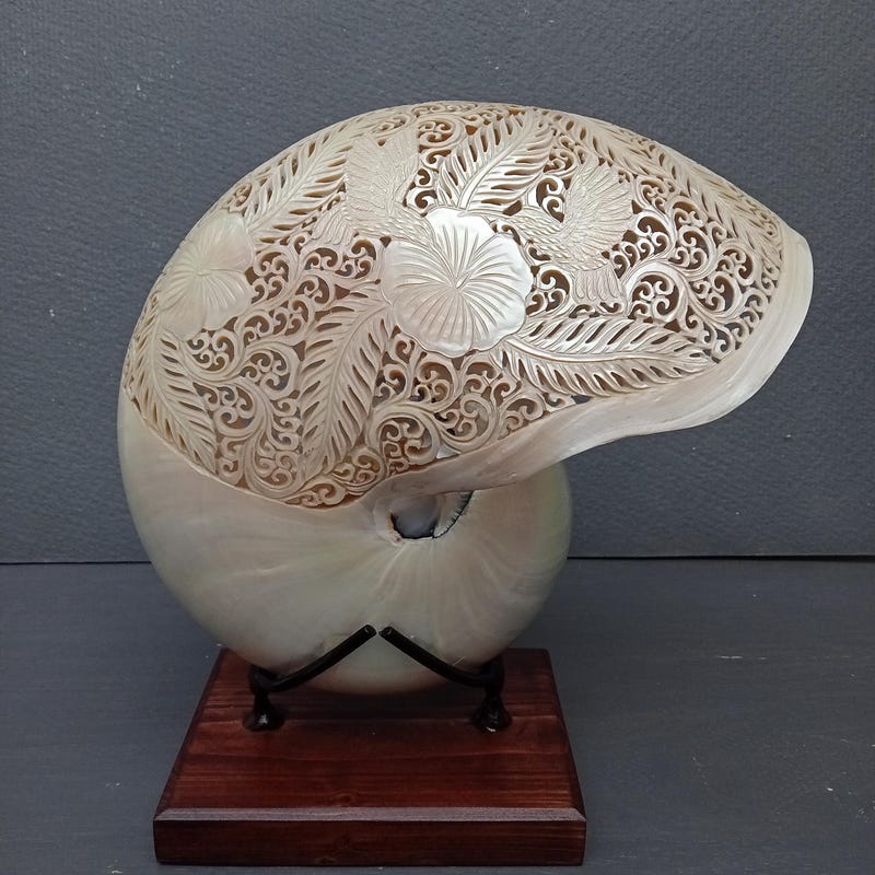 Large Nautilus Shell - Etsy
