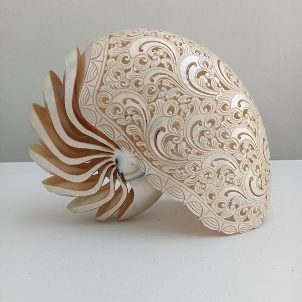 Nautilus Shell Art - Etsy