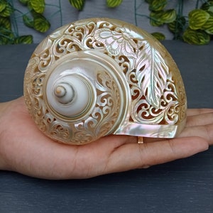 Carved Pearl Turbo Conch Shell Butterfly Carving ,real and Natural ...