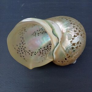 Hand Carved Mermaid Pearl Turbo Snail Shell: Natural Seashell - Etsy UK