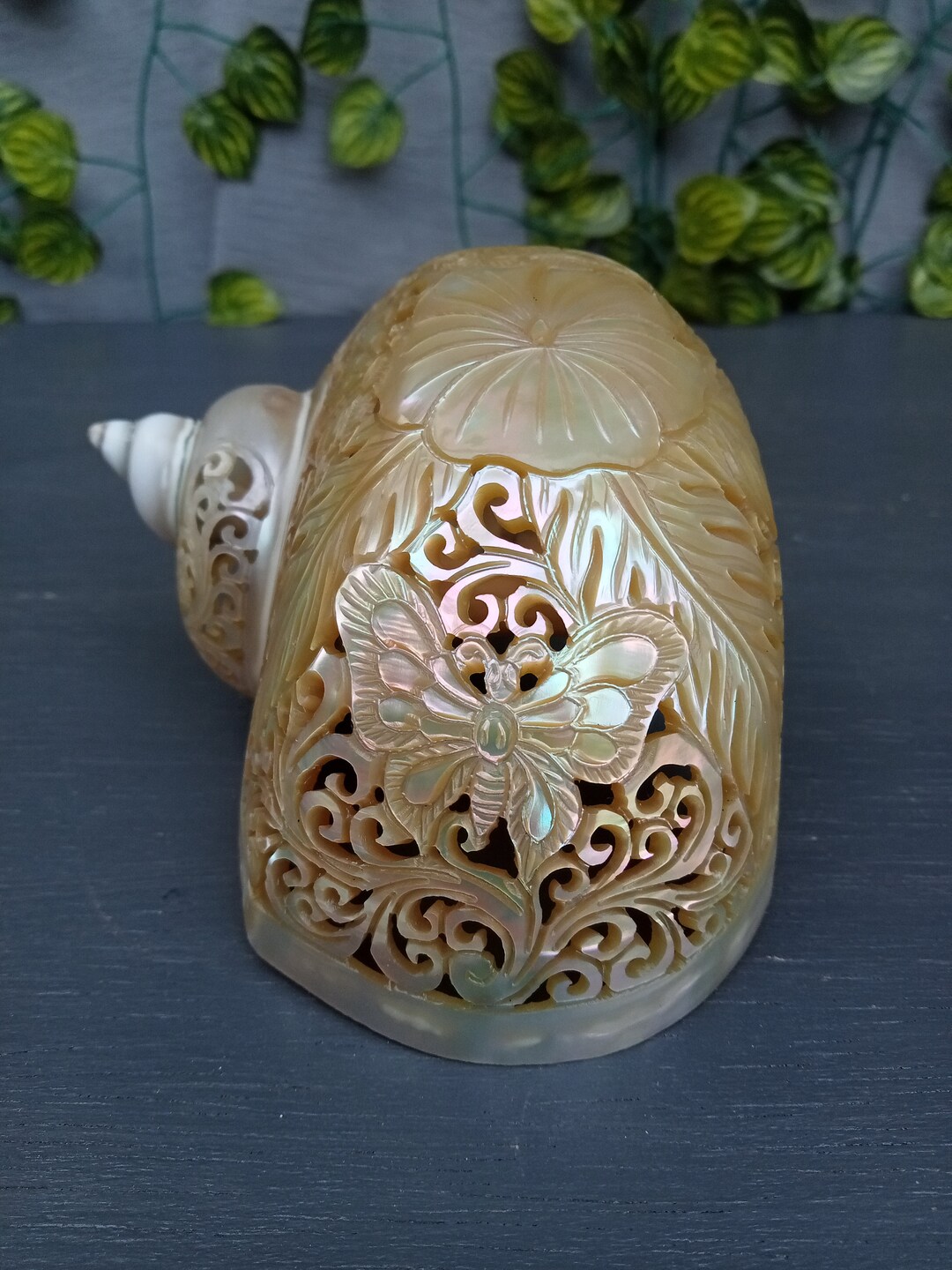 Carved Pearl Turbo Conch Shell Butterfly Carving ,real and Natural Seashell Polished and Hand ...