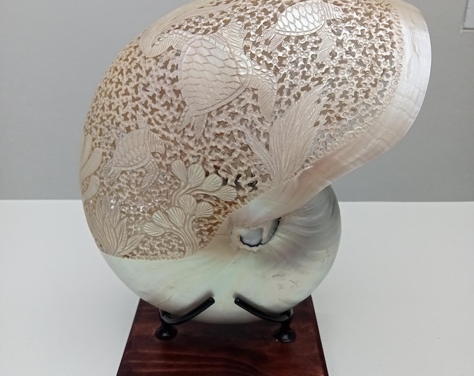 Big Nautilus Shell Carved Sea Turtle and Mermaid Design,real and ...