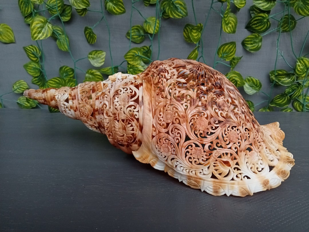 Hand Carved Trumpet Triton Shell Phoenix real and Natural - Etsy Singapore