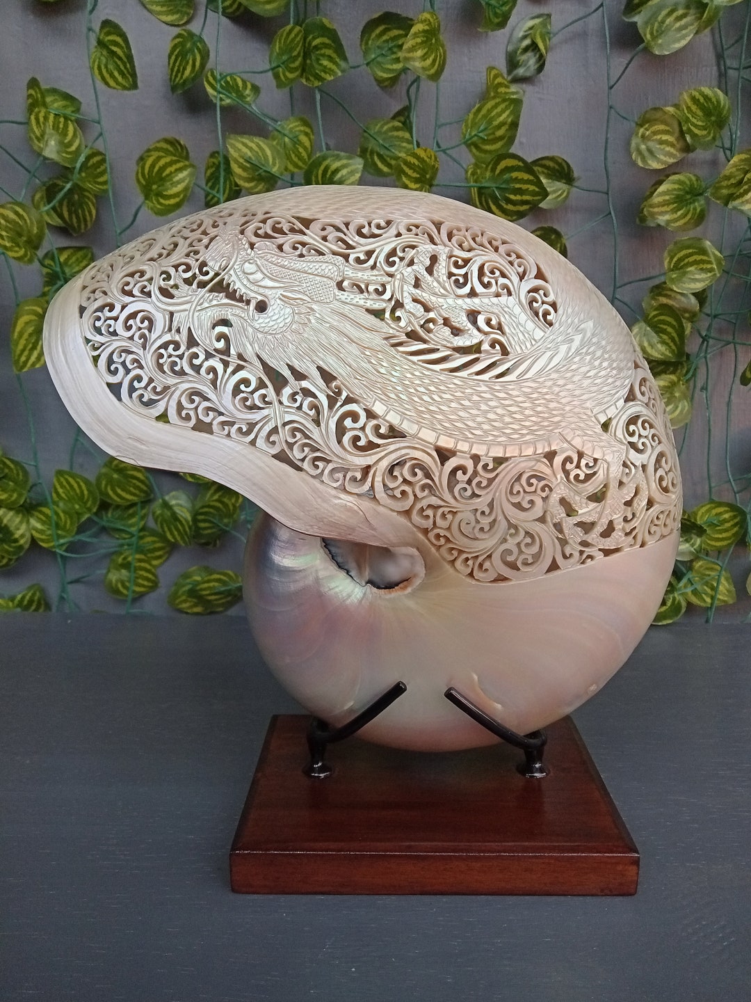 Carved Pearl Nautilus Shell Dragon Extra Large Sizereal and - Etsy ...
