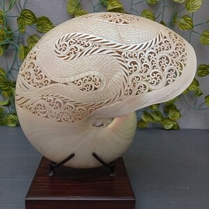 Carved Pearl Nautilus Shell Dragon Carving,real and Natural Nautilus ...