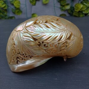 Carved Pearl Turbo Conch Shell Butterfly Carving ,real and Natural ...