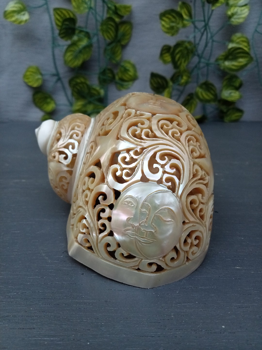 Hand Carved Pearl Turbo Conch Shell Night Theme,real and Natural ...