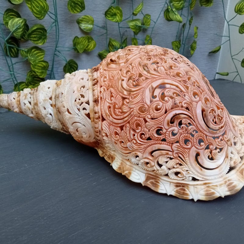 Rare Sea Shells - Etsy