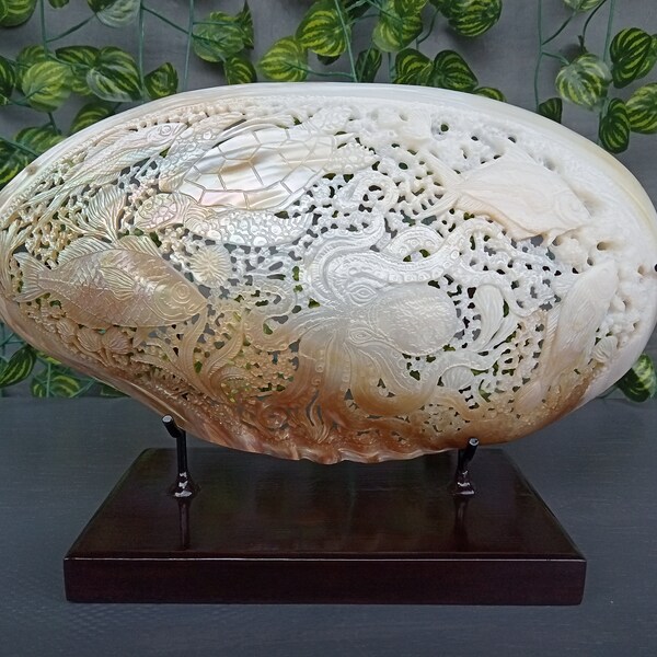 Large Mussel Shells - Etsy