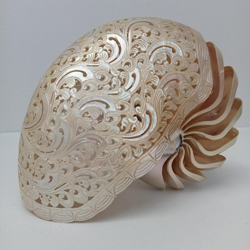 Nautilus Shell Art - Etsy