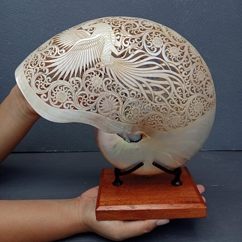 Nautilus Sea Shell - Etsy