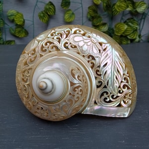 Carved Pearl Turbo Conch Shell Butterfly Carving ,real and Natural ...