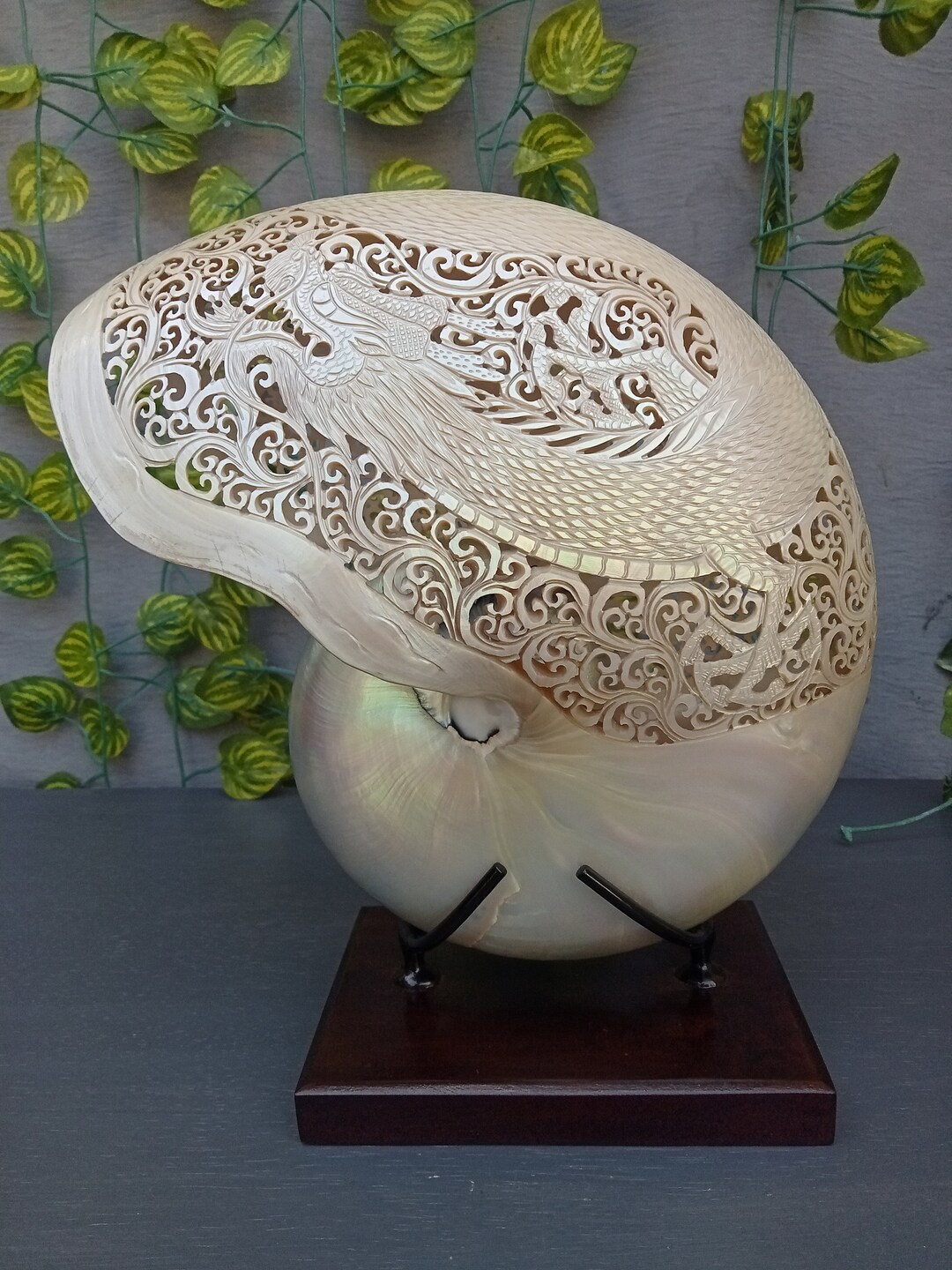 Carved Pearl Nautilus Shell Dragon Carving,real and Natural Nautilus ...