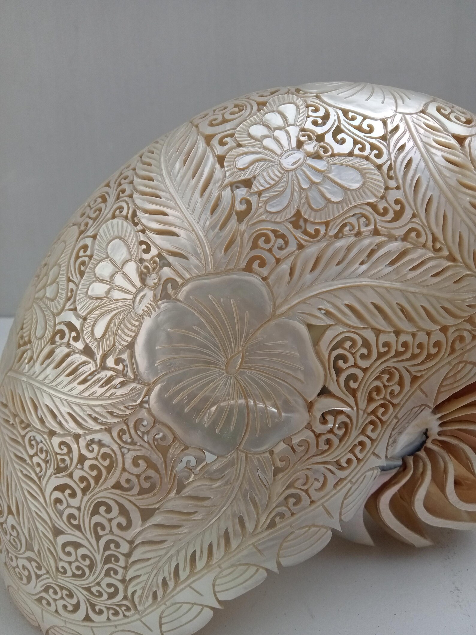 Carved Nautilus Shell Butterfly Natural Seashell Art - Etsy