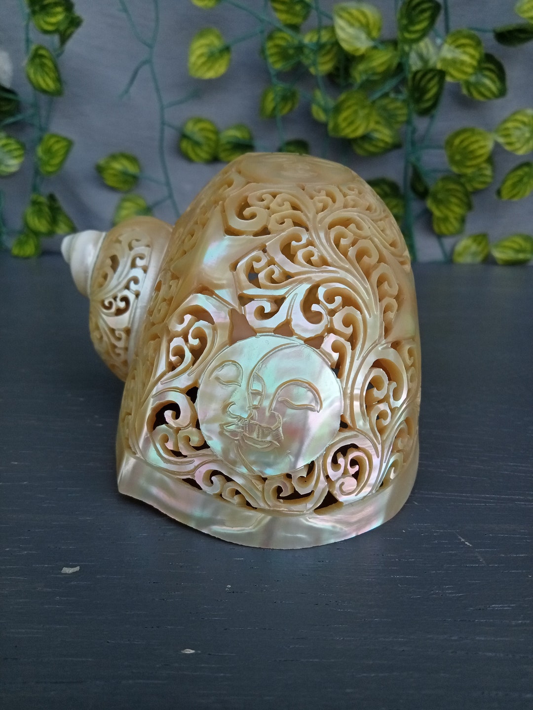 Carved Pearl Turbo Conch Shell Night Theme,real and Natural Seashell ...