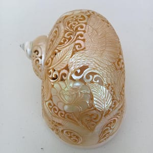 Carved Snail Shell,hummingbird Theme,natural Sea Shell,polished and ...