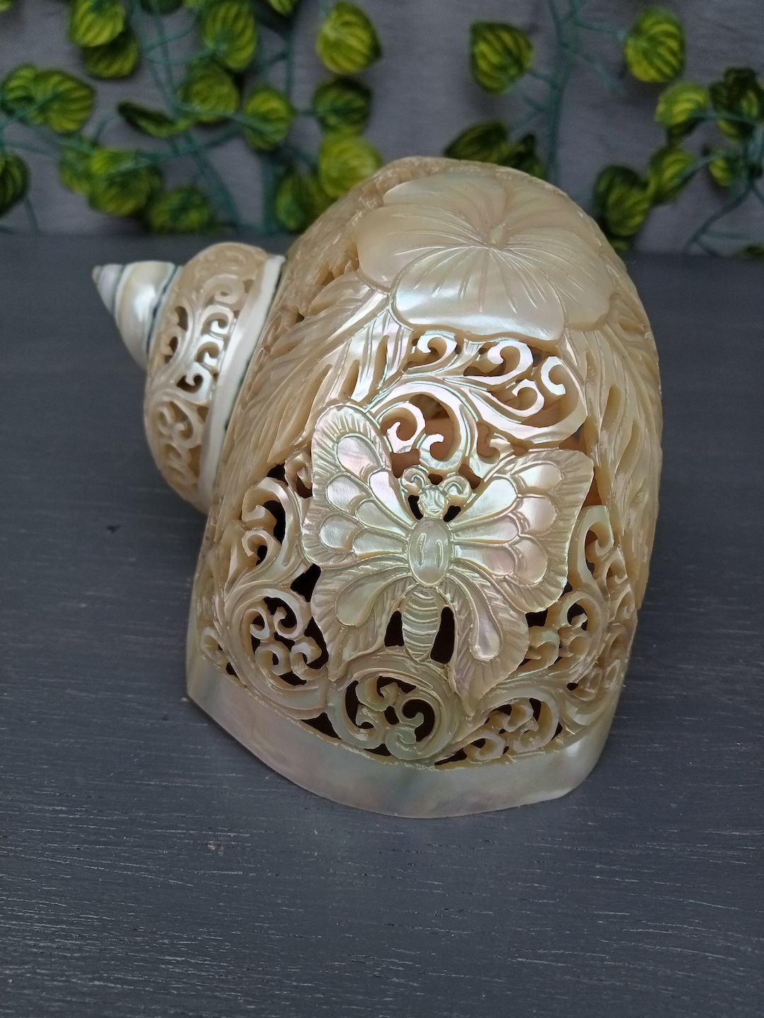 Carved Pearl Turbo Conch Shell Butterfly Carving ,real and Natural ...