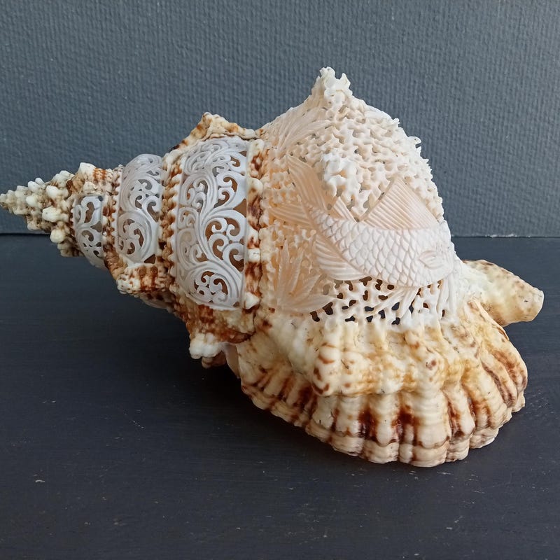 Conch Shell Art - Etsy