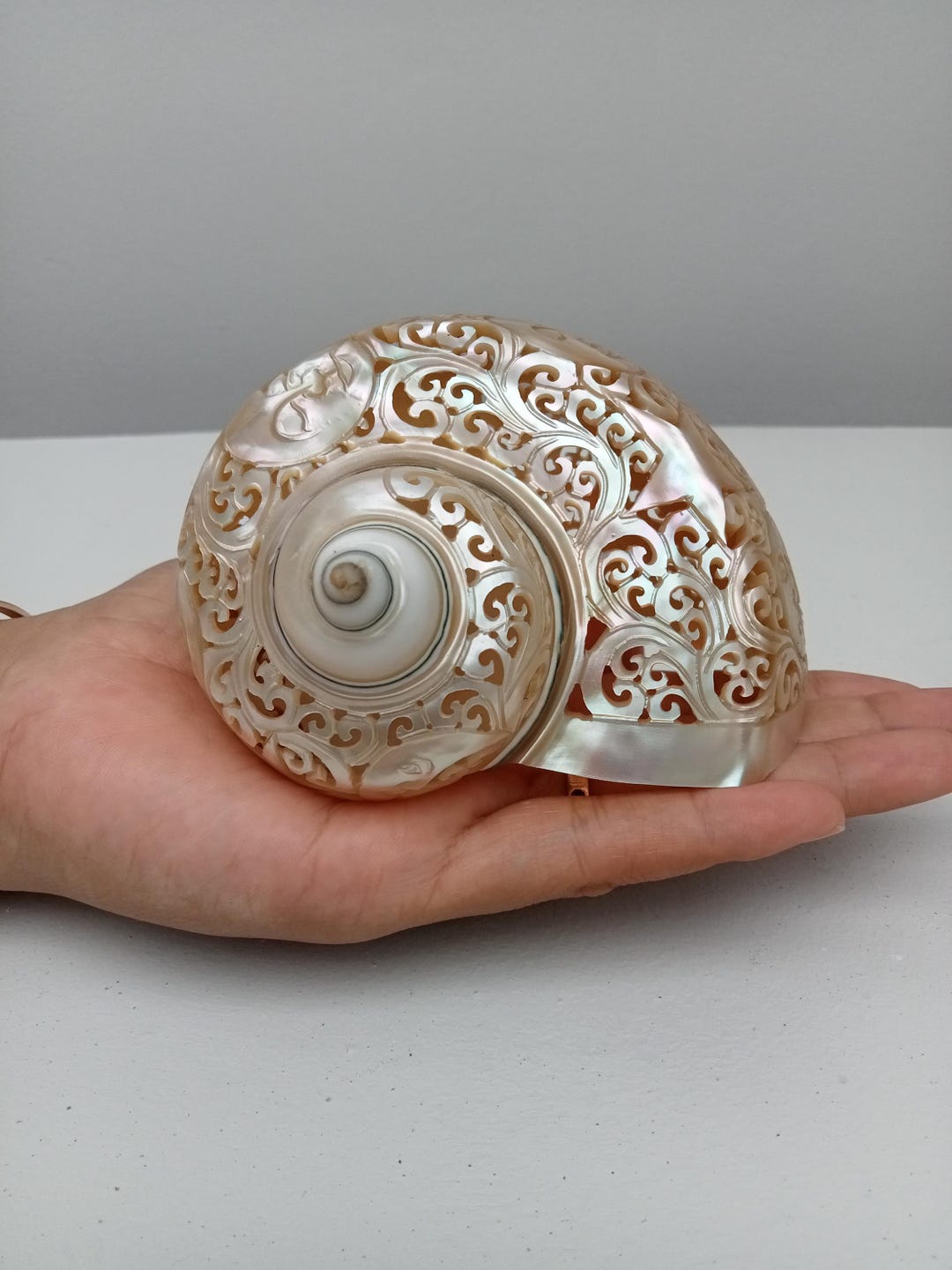 Carved Pearl Turbo Conch Shell Night Theme,real and Natural Seashell ...