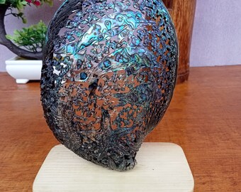 Carved Abalone - Etsy
