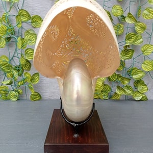 Carved Pearl Nautilus Shell Dragon Carving,real and Natural Nautilus ...