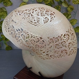 Carved Pearl Nautilus Shell Dragon Carving,real and Natural Nautilus ...