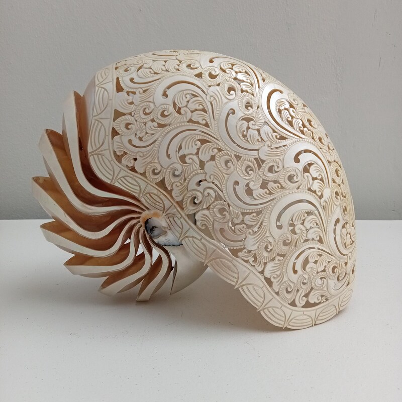 Nautilus Shell - Etsy