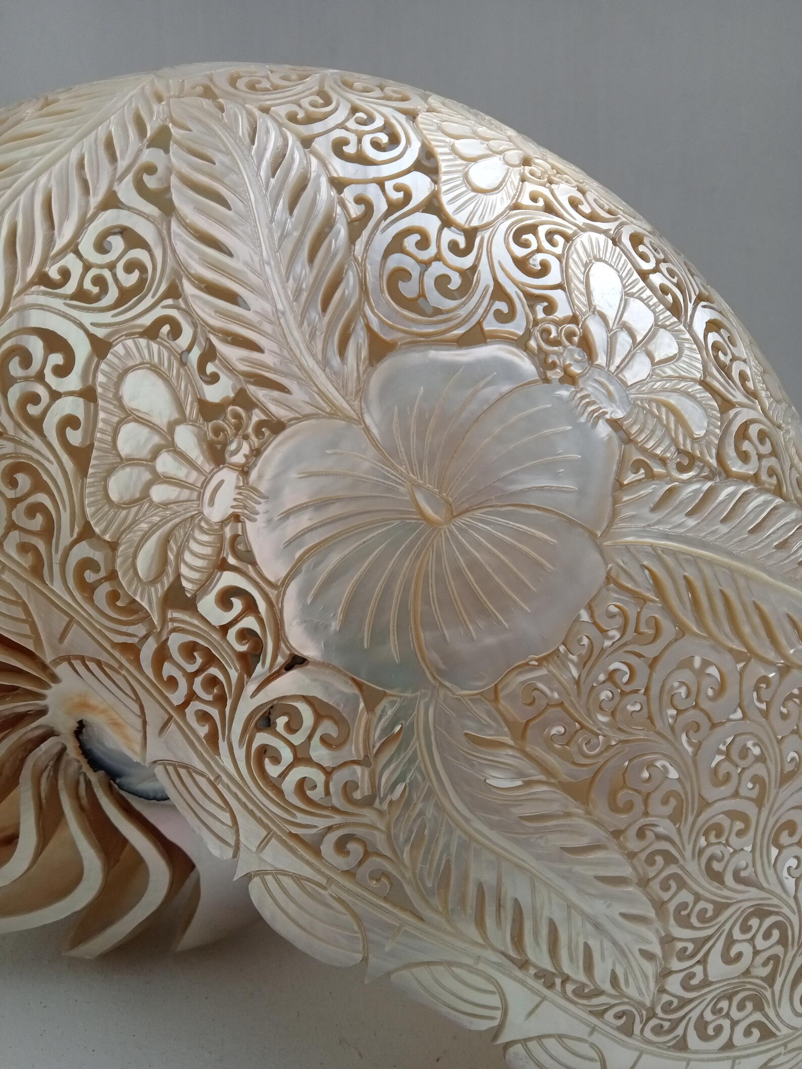 Carved Nautilus Shell Butterfly Natural Seashell Art - Etsy