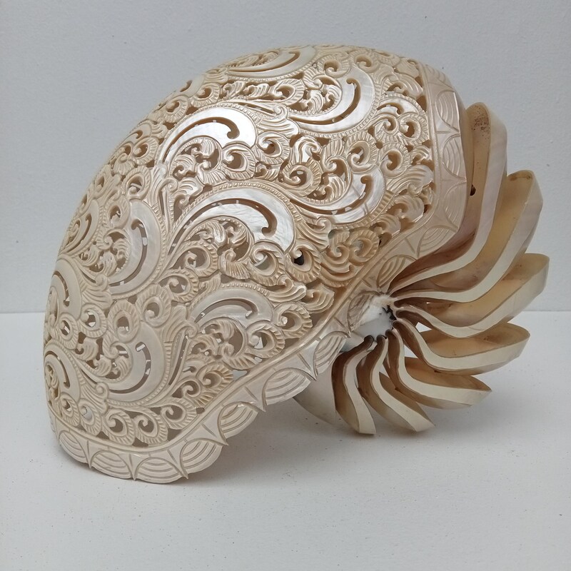 Nautilus Art - Etsy