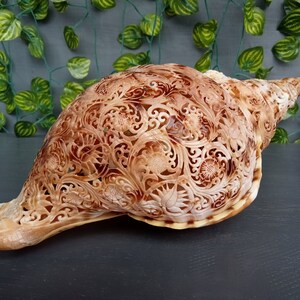 Hand Carved Trumpet Triton Shell Phoenix ,real and Natural Triton's ...