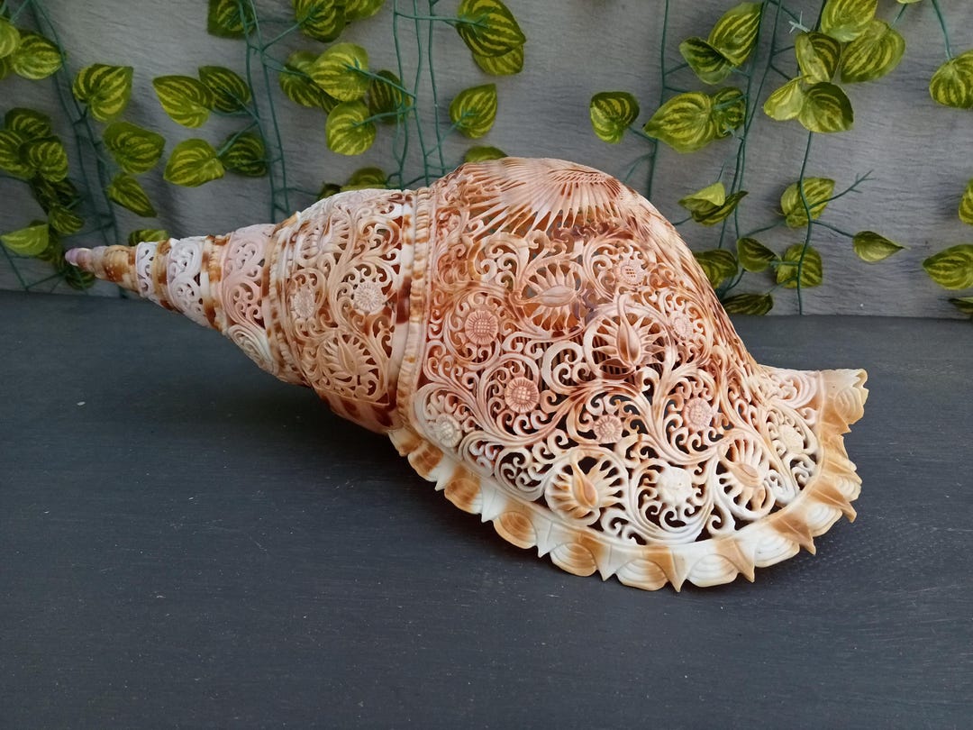 Hand Carved Trumpet Triton Shell Phoenix ,real and Natural Triton's ...