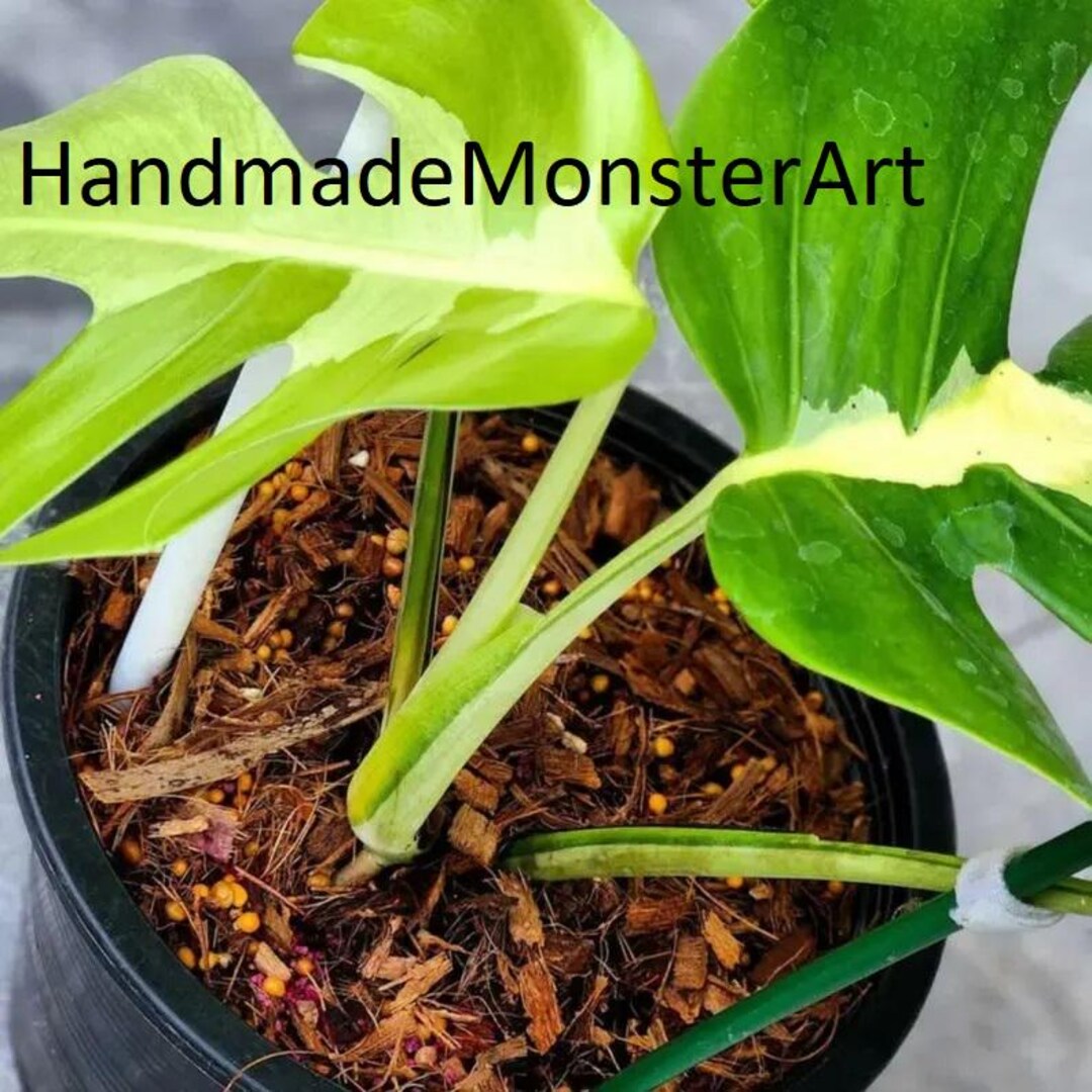 Monstera White Lava Variegated Rooted Cutting | Rare One-leaf Node for ...