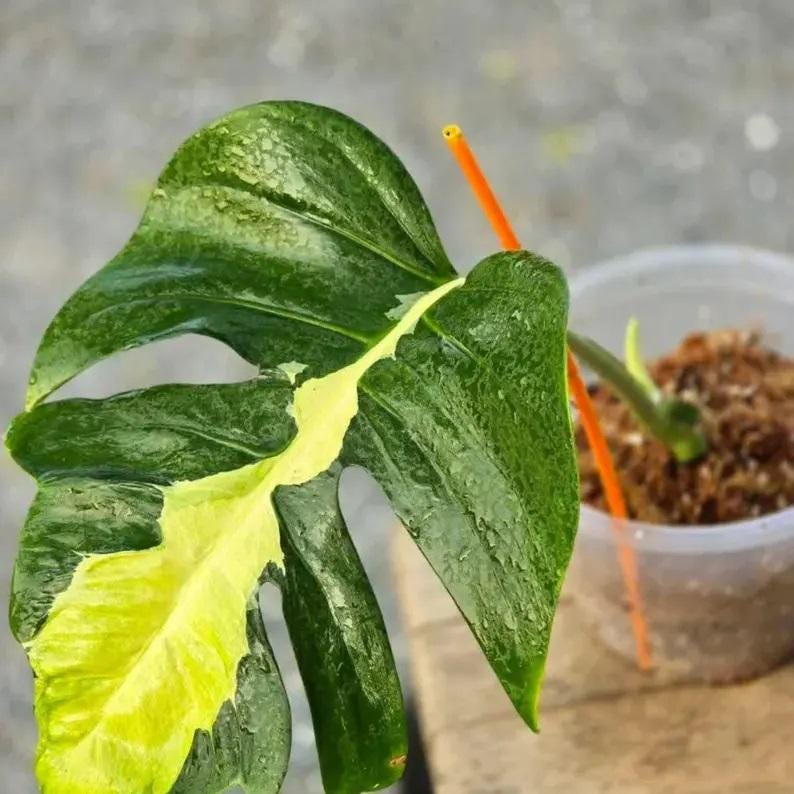 Monstera White Lava Variegated Rooted Cutting | Rare One-leaf Node for ...