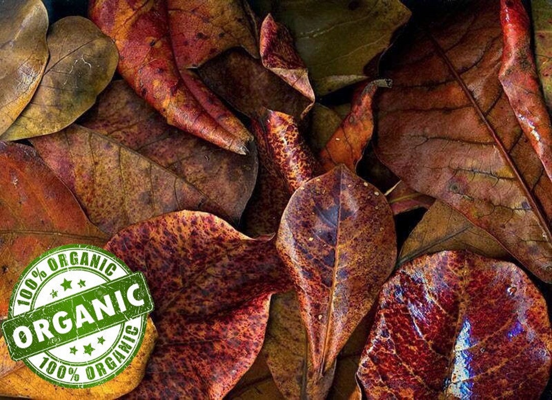 Organic Indian Almond Leaves | Dried Cattapa Leaves for Freshwater ...