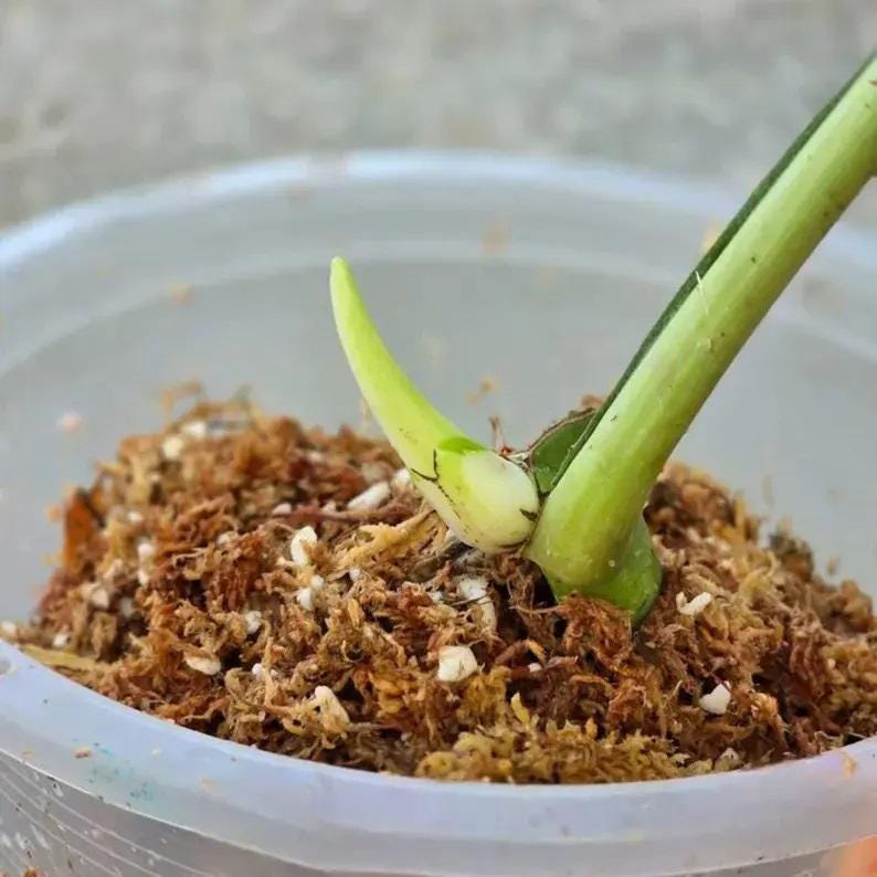 Monstera White Lava Variegated Rooted Cutting | Rare One-leaf Node for ...