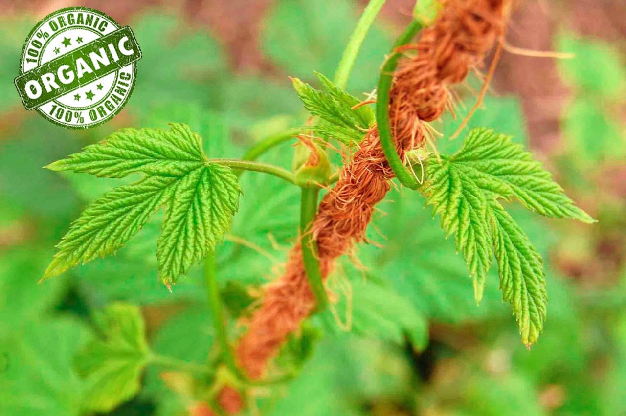 Handmade Coconut Coir Rope and Twine|coir Yarn |asian Coir Fibre ...