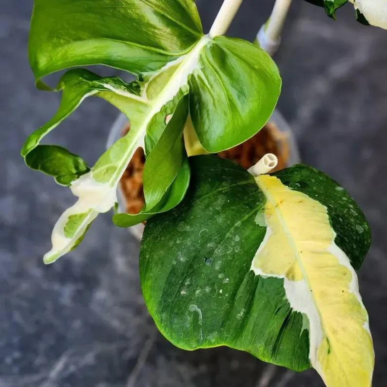 Monstera White Lava Variegated Rooted Cutting | Rare One-leaf Node for ...