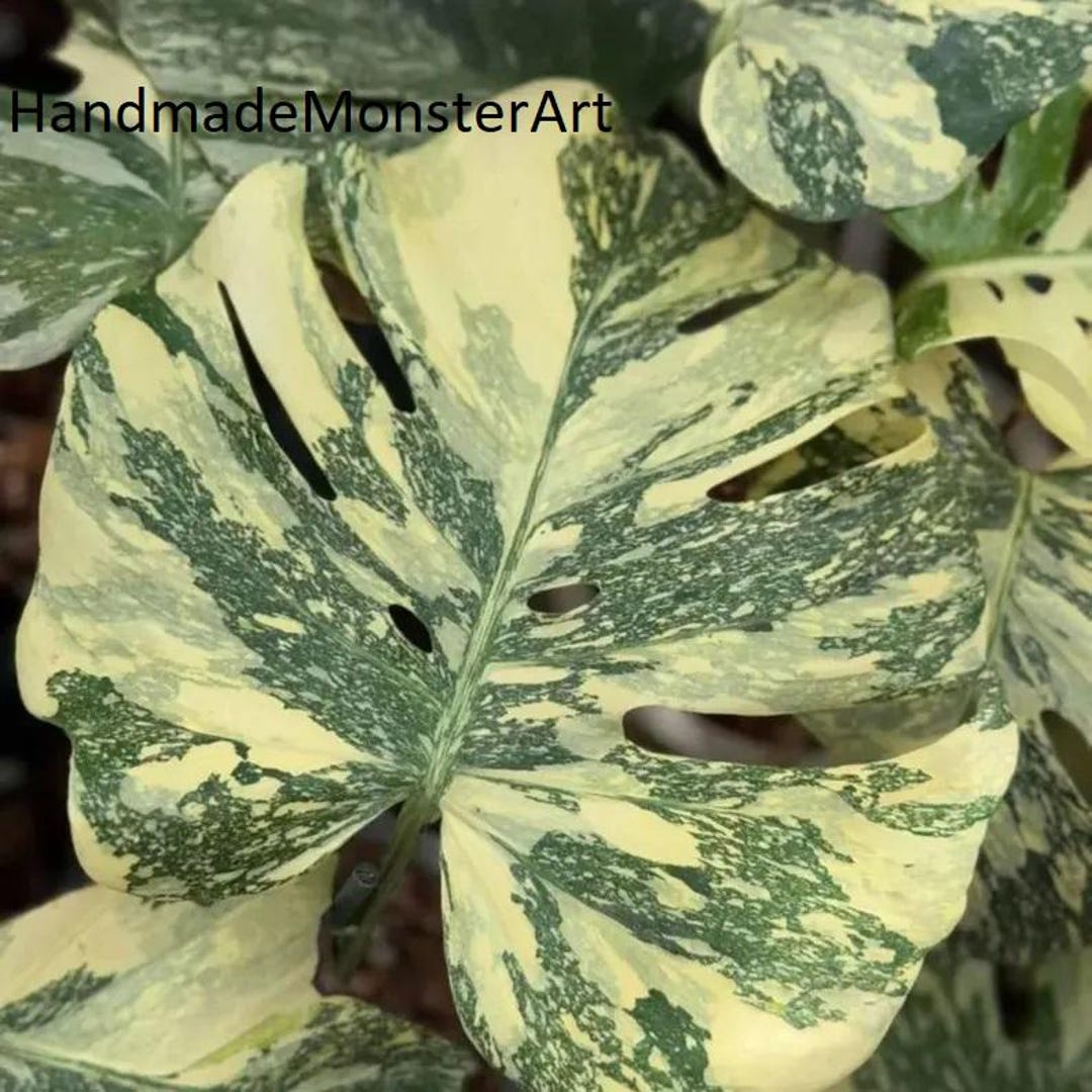 Monstera Cream Buree Variegated Rare Aroid Live Plant in Moss Pot ...