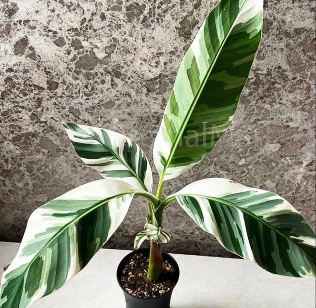 Musa Aeae Florida Variegata Banana Variegated Albo Musa Banana - Etsy