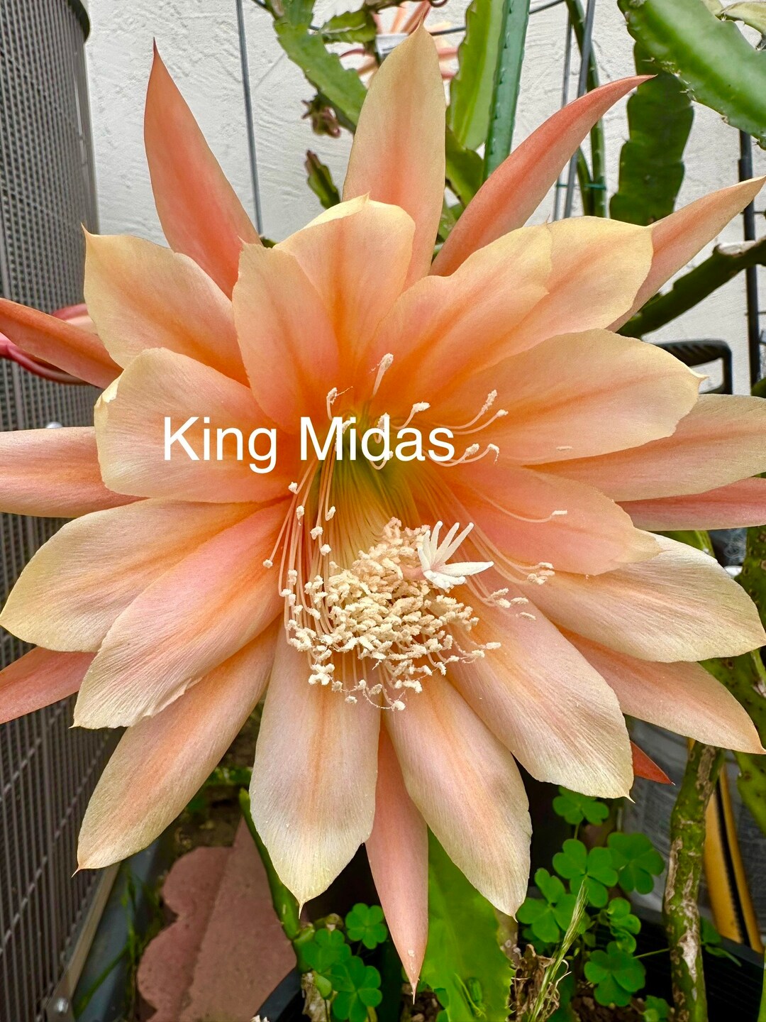 King Midas Cutting/leaf/sterm Epiphyllum 8 Long - Etsy