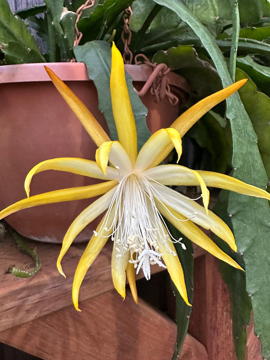 FRUHLING GOLD Epiphyllum Cutting - Etsy