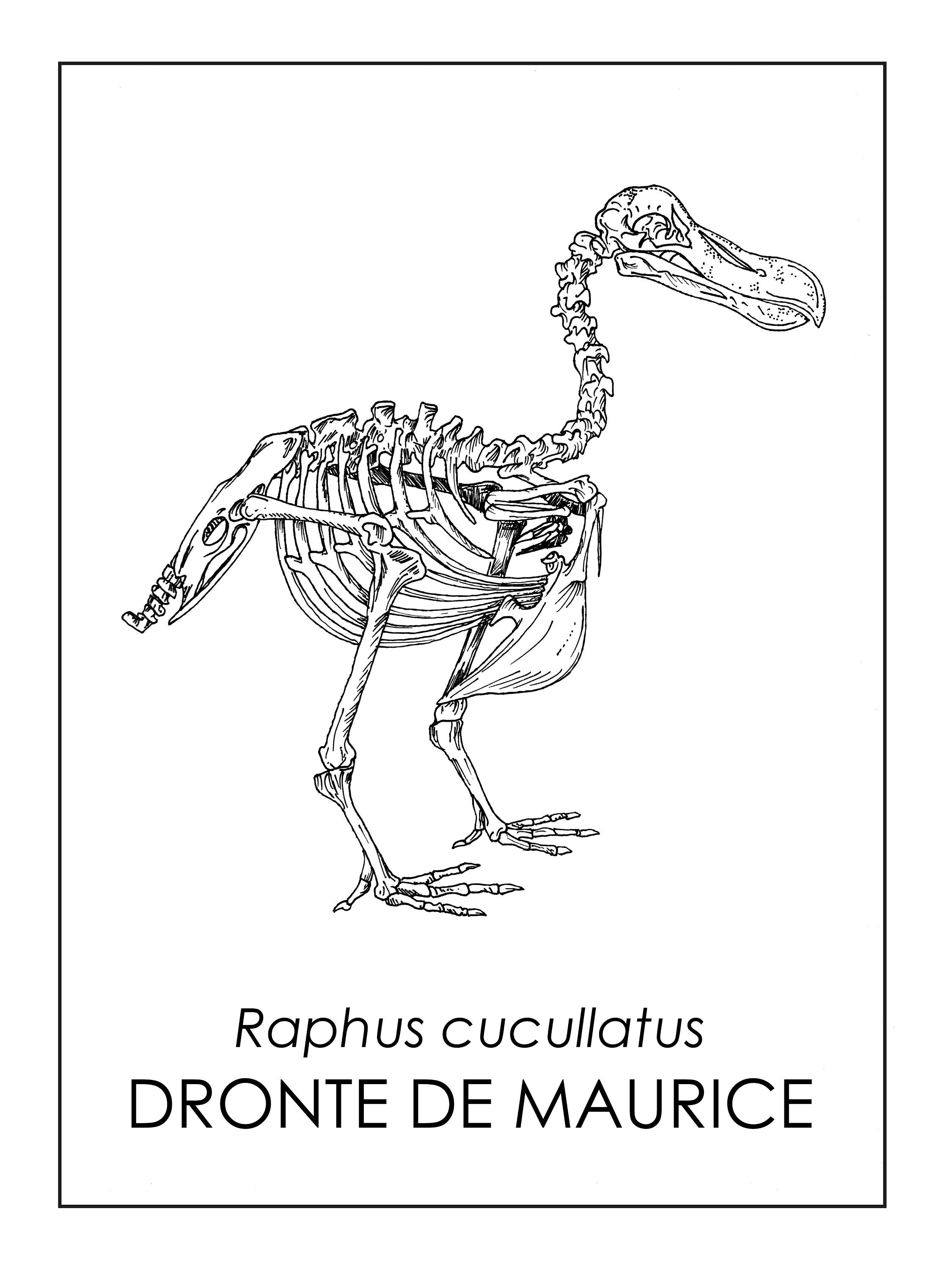 Postcard Dodo Skeleton Rotring - Etsy UK