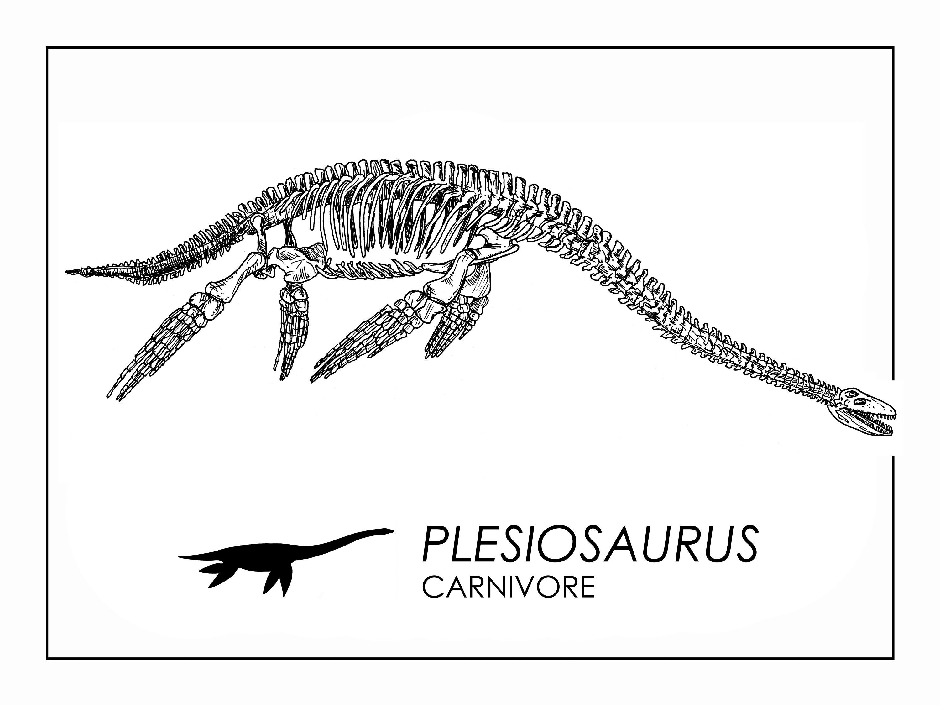 Plesiosaurus Skeleton