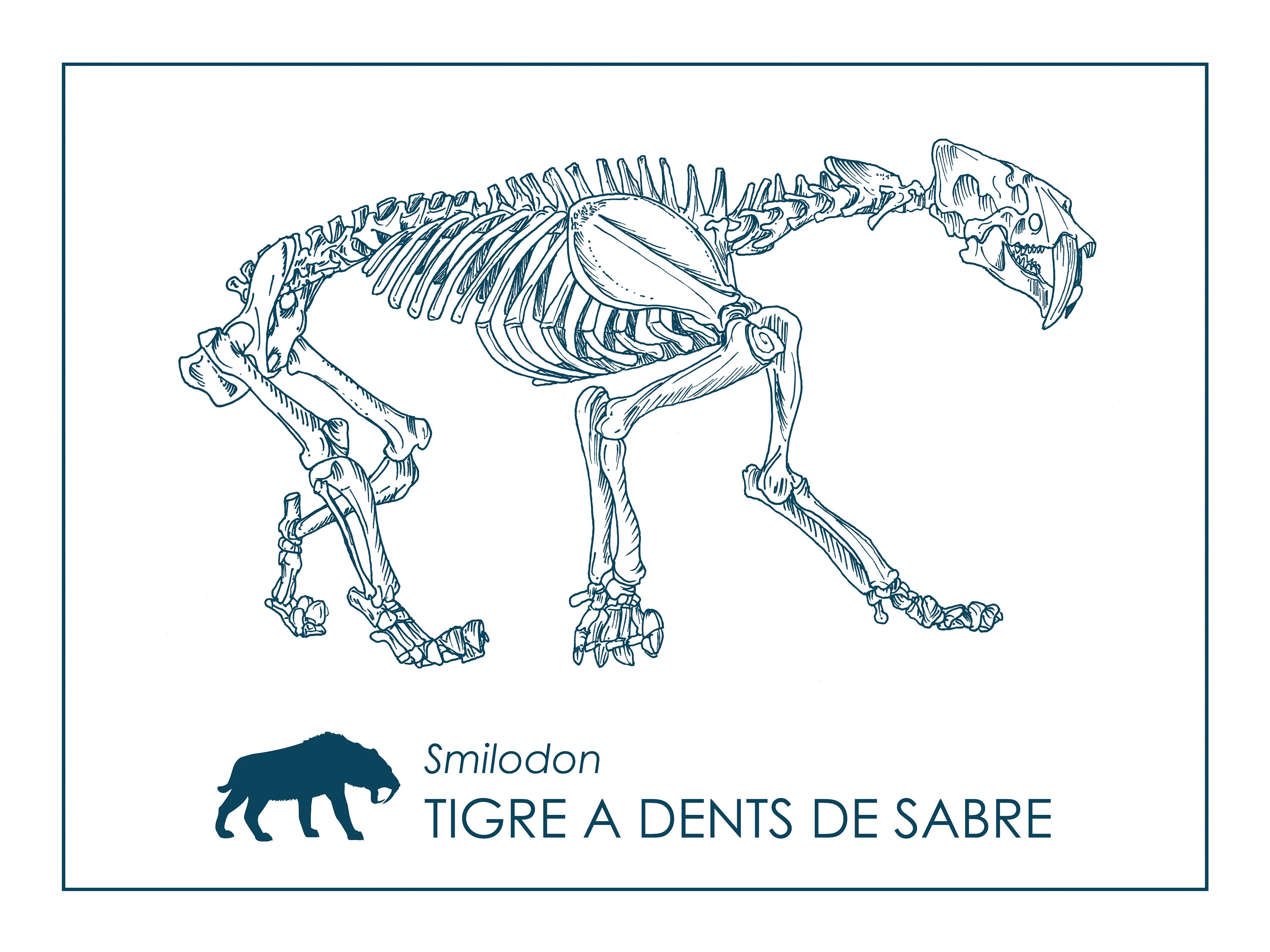 Smilodon Skeleton