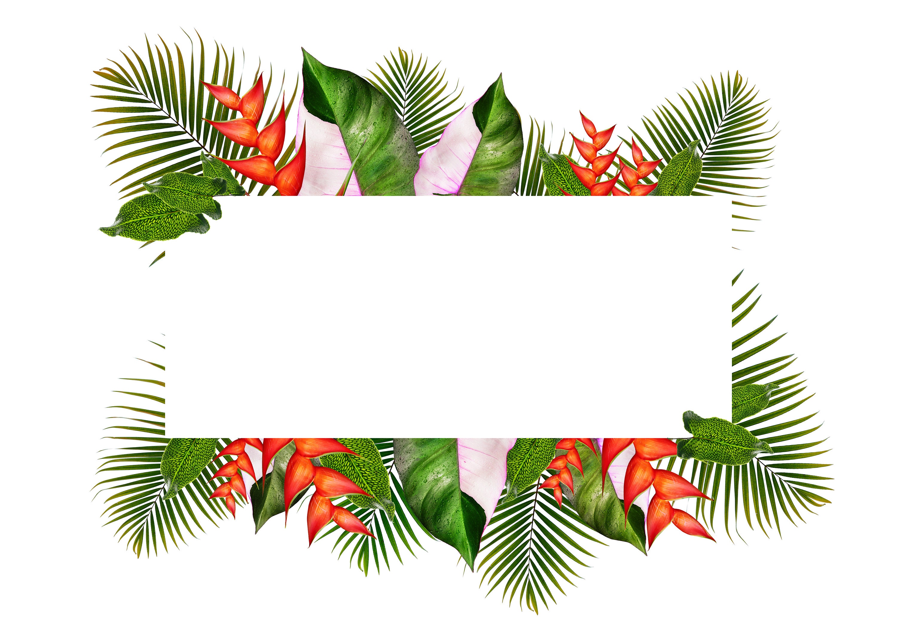 Tropical Leaf Frame on White Background - Etsy