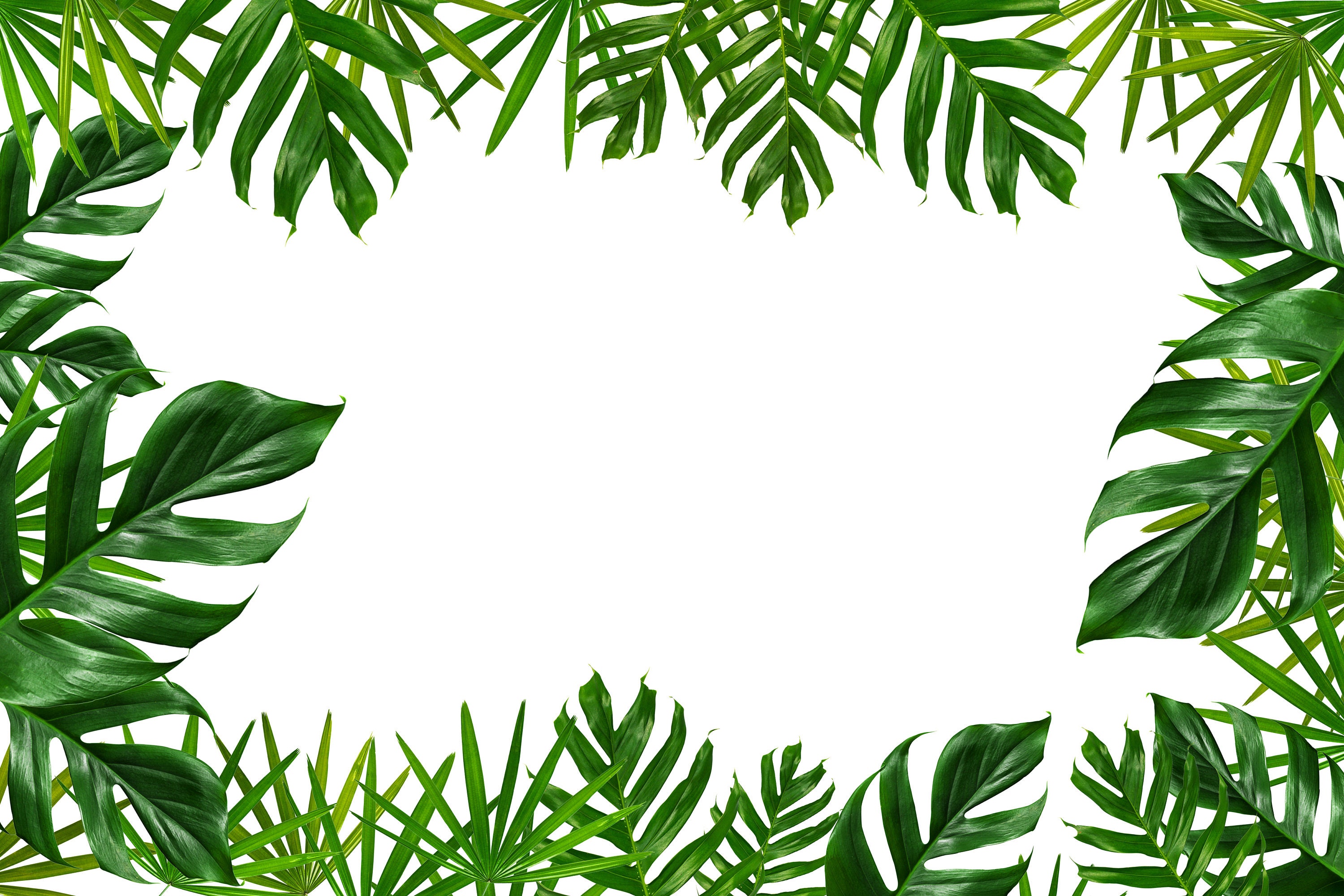 Jungle Leaf Border