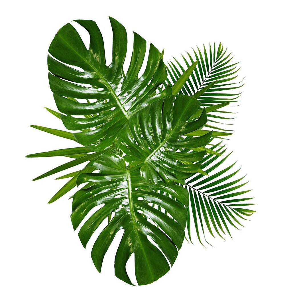 Tropical Green Leaf Frame on White Background. - Etsy