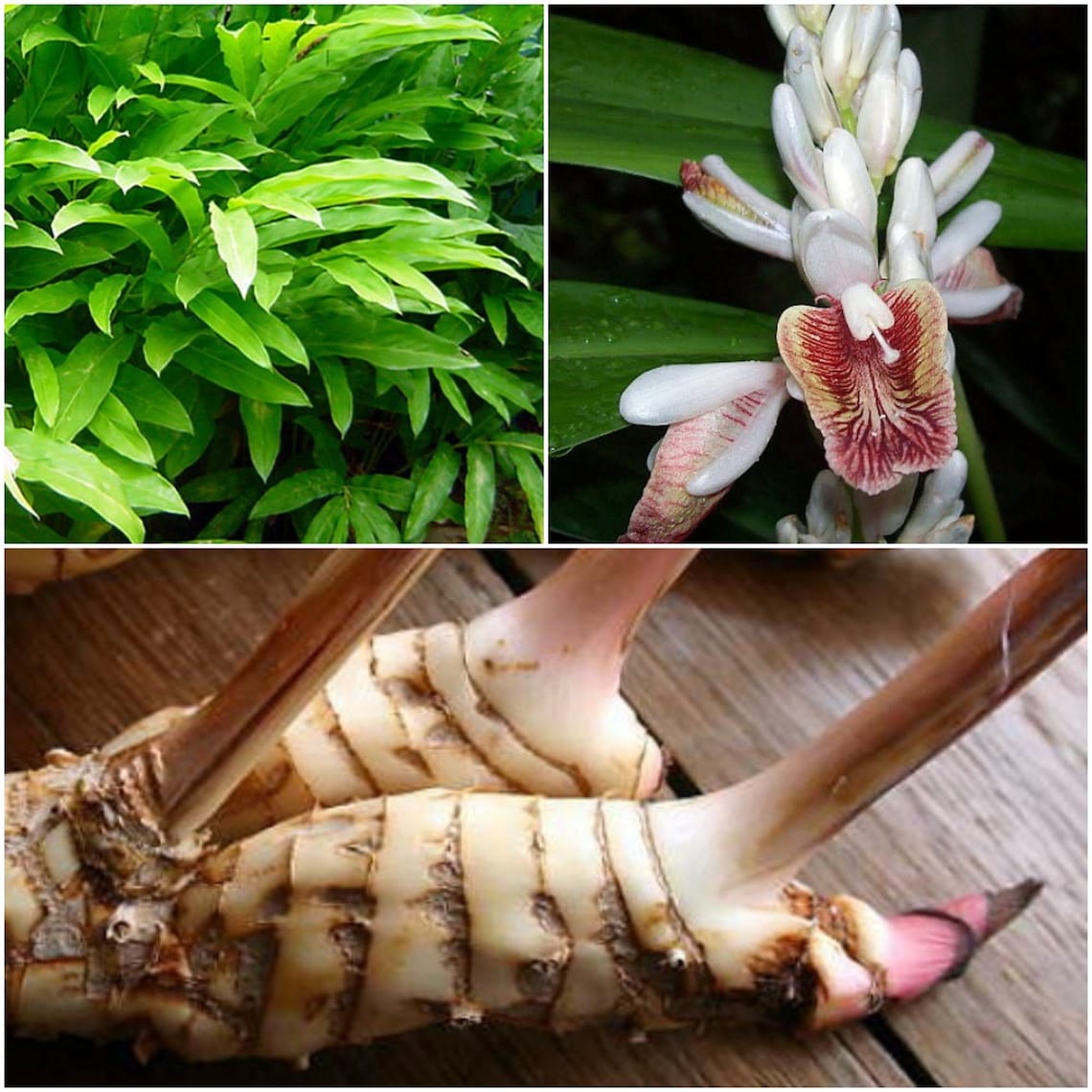 Spice Ginger Plant Galangal Alpinia galanga Fragrant | Etsy